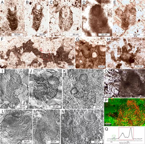 Selected Fossils Under Optical Microscope A H And Sem I N A C Download Scientific