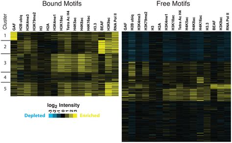 Active Chromatin Marks Are Clustered At Hse Motifs K Means Clustering