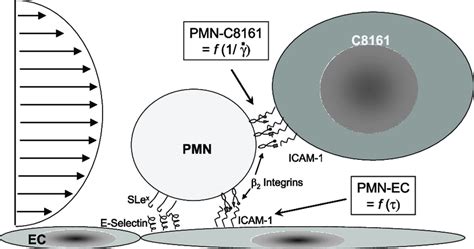 Schematic Of Endothelium Polymorphonuclear Neutrophil Pmn Tumor Cell Download Scientific