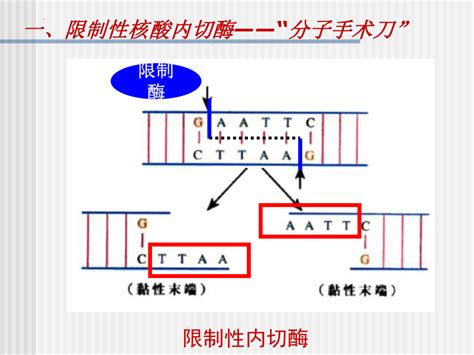 1 2基因工程的基本操作程序课件（40张ppt）2022 2023学年高二下学期生物人教版选修3 21世纪教育网 二一教育