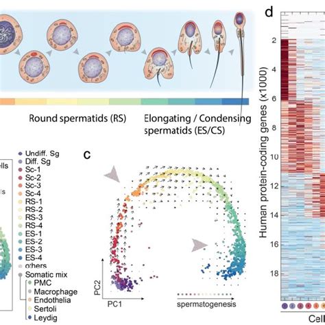 ScRNA Seq Reveals A Detailed Molecular Map Of Human Spermatogenesis A Download Scientific