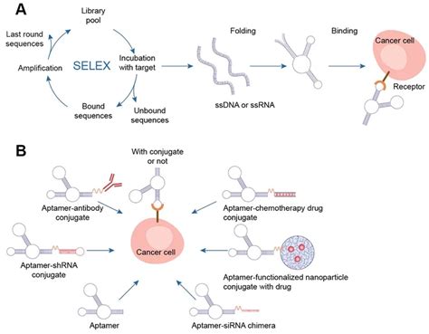 Dna Based Nanomaterials As Drug Delivery Platforms In Tumors Encyclopedia Mdpi