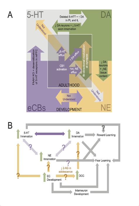 Interdependencies During Neuromodulatory System Development A