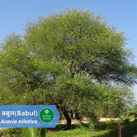 बबूल Babul के बारे में 22 आश्चर्यजनक तथ्य Introduction Benefits