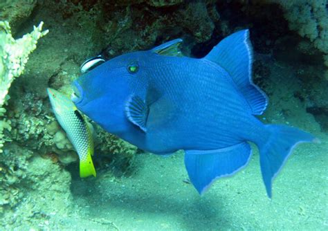 Blue Triggerfish Pseudobalistes Fuscus