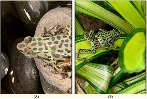 Journal Of Zoological And Botanical Gardens Mdpi On Linkedin The Rio