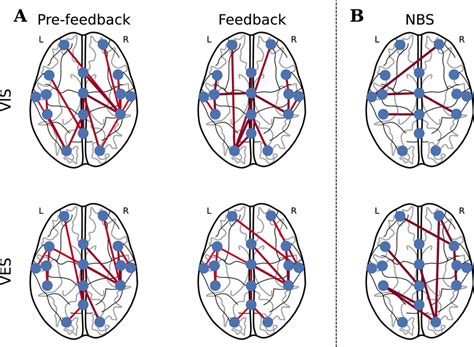 Plot Of Brain Network Organization Based On Functional Connectivity In Download Scientific