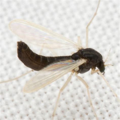 Unidentified Black Bug Bugguidenet