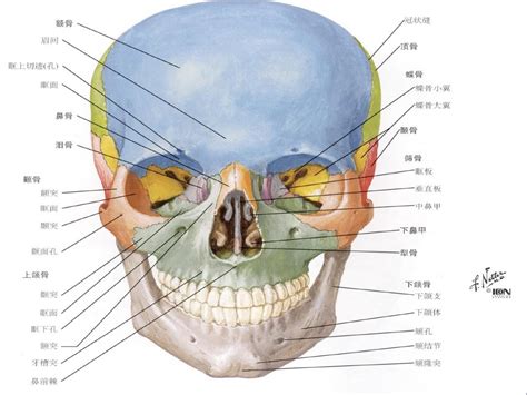 颅脑应用解剖学 Word文档在线阅读与下载 无忧文档