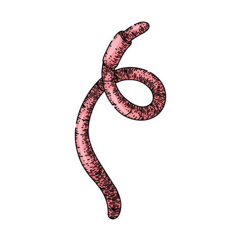 Worm Sketch Hand Drawn Vector Vector Art At Vecteezy