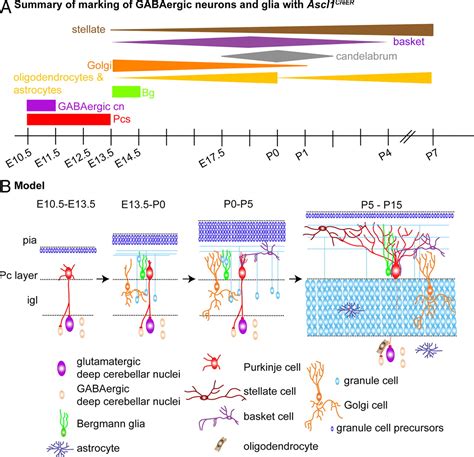Ascl1 Genetics Reveals Insights Into Cerebellum Local Circuit Assembly Journal Of Neuroscience