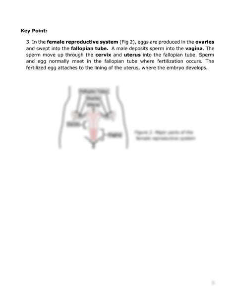 Solution Female Reproductive System Studypool