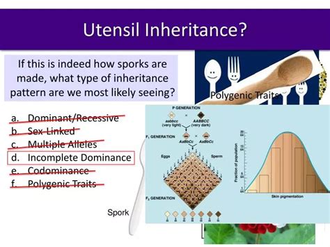 Ppt Dominant Recessive Sex Linked Multiple Alleles Incomplete Dominance Codominance Polygenic