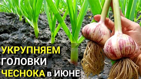 Крупный ЧЕСНОК! Поливаю ЭТИМ чеснок в ИЮНЕ, урожай на зависть ...