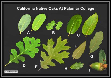 How To Identify Diffe Types Of Oak Trees In California Infoupdate Org