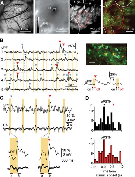 Sensory Evoked Calcium Transients In Identified E1 Barrel Column A Download Scientific