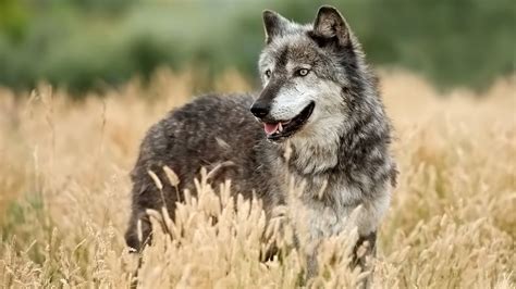 4k Ultra Hd Wolf Wallpapers Top Free 4k Ultra Hd Wolf Backgrounds