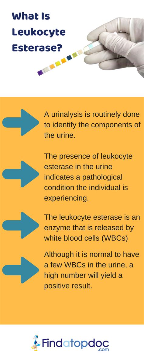Leukocyte Esterase Urine Test Preparation Results And Normal Range