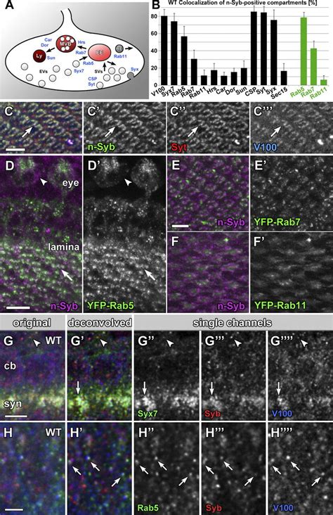 N Syb Localizes To Synaptic Endosomal Compartments In Addition To Download Scientific Diagram