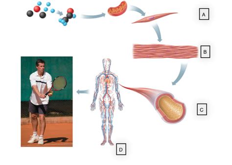 Anatomy Ch 2 Quizzes And Tests Flashcards Quizlet