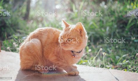 생강 얼룩 무늬 어린 고양이는 아침 햇살이 비치는 정원의 콘크리트 바닥에 앉아있는 쪽을 바라 봅니다 오렌지 고양이 야외 가축에 대한 스톡 사진 및 기타 이미지 Istock