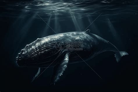 深海中的鲸鱼插画图片下载 正版图片600088817 摄图网