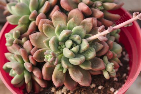 옆 살 배경 손 으로 다 육 소 재 를 그리다 즙이 많은 사진 즙이 많은 화분 배경 일러스트 및 사진 무료 다운로드 Pngtree