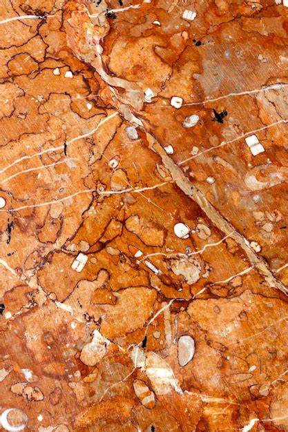 Premium Photo Red Fossiliferous Limestone