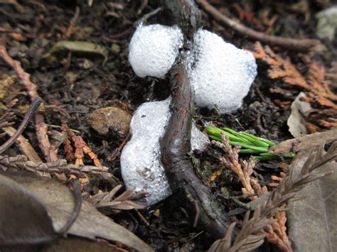 あわふきむし 森の中の小さな生き物を探そう