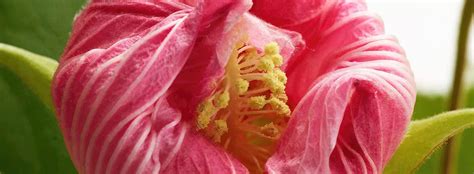 Budding Hibiscus Wallpaper Mural