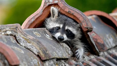 Mapaches Irrumpen Sesión De Cabildo En Municipio De Guerrero Reflectoresmx