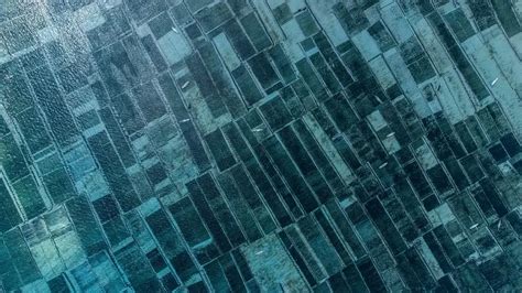 این گیاه می‌تواند غذای آخرالزمان باشد