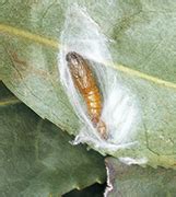 チョウ目茶編害虫Wiki