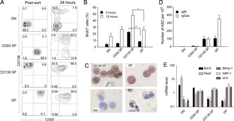 Cd93 Is Required For Maintenance Of Antibody Secretion And Persistence