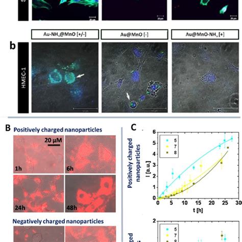 Effect Of Nanoparticle Size On Cellular Internalization A Schematic Download Scientific
