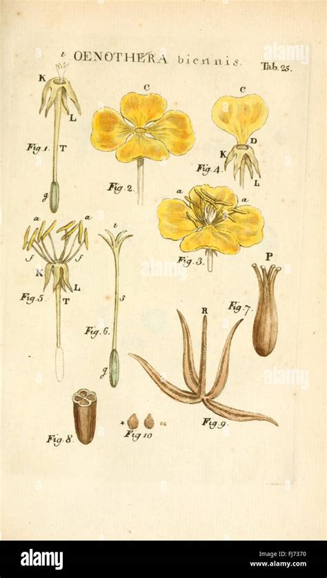 Illustratio Systematis Sexualis Linnaeani Tab 25 Linnaean Plant Illustratio Systematis Sexualis Linnaeani Tab 25 Linnaean Plant