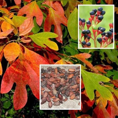 Trees With Seed Pods Found In North America Mygardenchannel