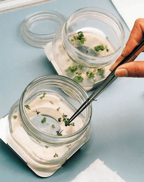 植物组织培养基维生素混合物一站式解决方案 每日生物评论