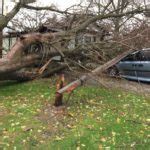 Tree Preservation Order Issues And How They Can Avoided