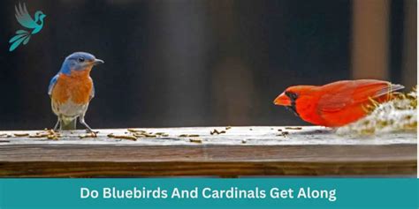 What Do Cardinals Eat Guide To Cardinals Diet Ask About Birds