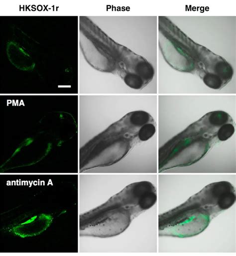 Mce 全新 Ros 探针，精准靶向特定 Ros 学术化工