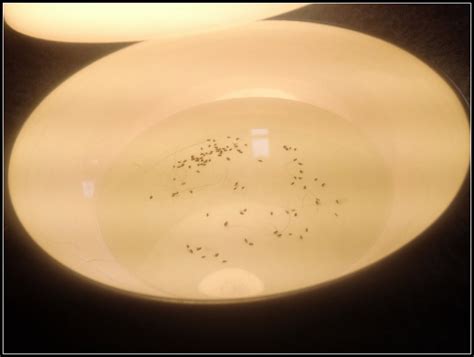 Confessions Of A Gila Monster The Great Flea Eradication Part 2