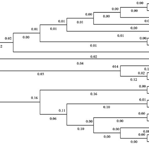Phylogenetic Tree Showing Various Associations And Linkages Concerning Download Scientific