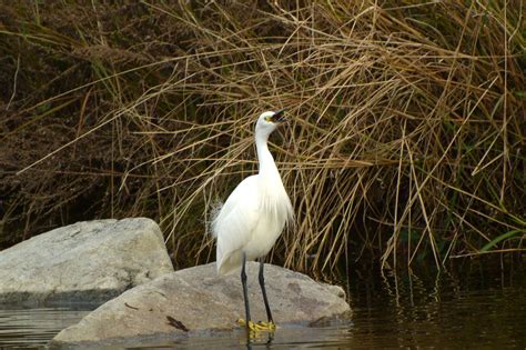 コサギ 2018 03 21 日本の野鳥識別図鑑