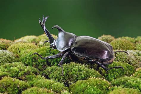รูปภาพkabuto เลือกดูภาพถ่ายสต็อก เวกเตอร์ และวิดีโอ18259 Adobe Stock
