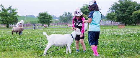 비에이 홋카이도 저지 젖소 짜기 체험 농장 치요다 후레아이 농장 Kkday