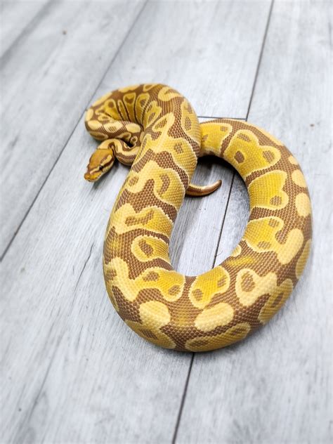 Ultramel Het Sunset Ball Python By Balls2u Morphmarket