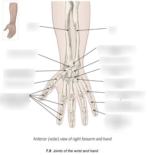 Joints Diagram Quizlet