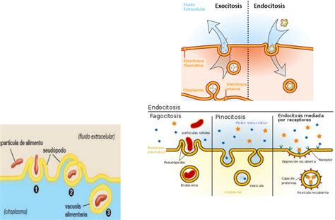 Endocitosis Y Exocitosis Biología Etapa 1 Parte 2 Flashcards