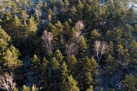 드론 Pov에서 지상에 첫 눈과 서리가 내린 겨울철 상록 숲의 공중 촬영 0명에 대한 스톡 사진 및 기타 이미지 0명 겨울